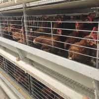 China 128 - 256 Birds / Set Layer Chicken Cage 120 * 60 * 70cm Size With Running Feeder for sale