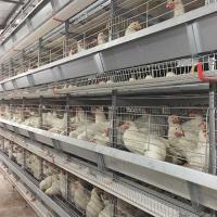 China 128 - 256 Birds / Set Layer Chicken Cage 120 * 60 * 70cm Size With Running Feeder for sale