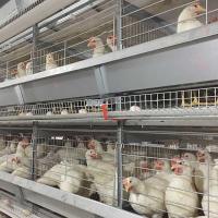 China Egg Collecting Wire Poultry Cages , Hot Dipped Galvanized 4 Tier Layer Cage for sale