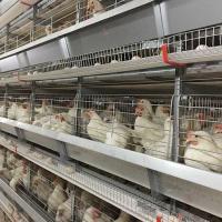 China Farm Raising Layer Chicken Cage High Efficiency Labor Saving With Lighting for sale