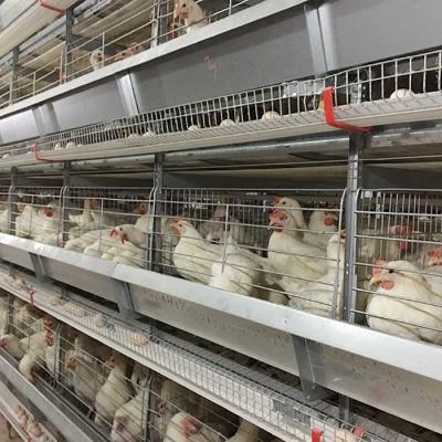 China Farm Raising Layer Chicken Cage High Efficiency Labor Saving With Lighting for sale