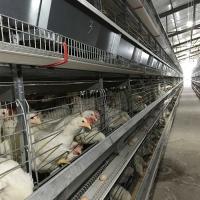 China Saudi Arabia H Type Automatic Battery Chicken Cage System Indonesia Poultry Farming Equipment for sale