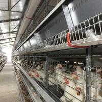 China 4 - 8.5m Raising Poultry Chicken Cage Battery Control With Auto Egg Collector for sale