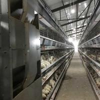 China Running Feeder Battery Cage For Poultry , Custom Height Modern Chicken Cages for sale