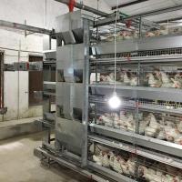 China 120 * 60 * 70cm Poultry Chicken Cage Automatic Control Labor Saving Eco Friendly for sale