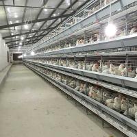 China 120 * 60 * 70cm Poultry Chicken Cage Automatic Control Labor Saving Eco Friendly for sale