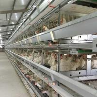 China Farm Raising Layer Chicken Cage High Efficiency Labor Saving With Lighting for sale