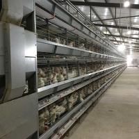 China Hot Dipped Galvanized H Type Poultry Cage , Running Feeder Chicken Wire Cage for sale
