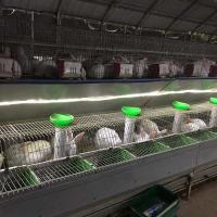China Stable Farm Rabbit Cage Automatic Drinking / Cleaning 25 Years Use Life for sale