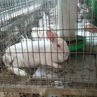 China Silver / Green Commercial Rabbit Cages , Labor Saving Indoor Rabbit House for sale