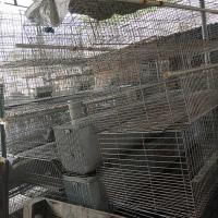China Hot Dipped Galvanized 24 Cells Farm Rabbit Cage With Automatic Cleaning System for sale
