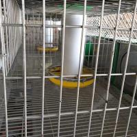 China Hot Dipped Galvanized 24 Cells Farm Rabbit Cage With Automatic Cleaning System for sale