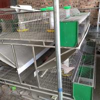 China Hot Dipped Galvanized 24 Cells Farm Rabbit Cage With Automatic Cleaning System for sale