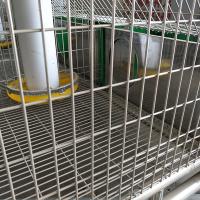 China 12 Mums Farm Rabbit Cage Hot Dipped Galvanized Steel Material Sliver / Green Color for sale