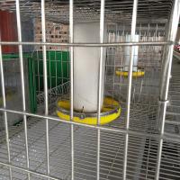 China 2 Layer Commercial Rabbit Farming Cages Automatic Drinking And Cleaning for sale