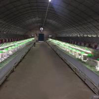 China Large Scale Farm Rabbit Cage 2400 * 2000 * 1500mm Size For Female Rabbit for sale
