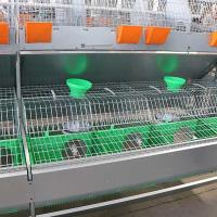 China Durable Large Scale Farm Rabbit Cage Low Disease Rate For Female Rabbit for sale