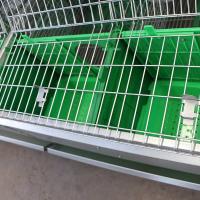China 12 Mums Commercial Farm Rabbit Cage High Rearing Efficiency Smart Drinking / Feeding for sale
