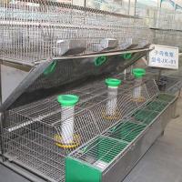 China Large Auto Cleaning Farm Rabbit Cage Stable Performance Easy Maintenance for sale