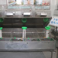 China Durable Large Scale Farm Rabbit Cage Low Disease Rate For Female Rabbit for sale