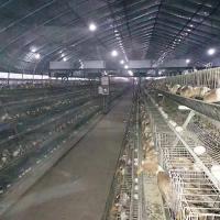 China A Frame Chicken Layer Duck Breeding Farming Cage For Poultry Farm for sale