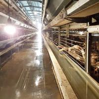China Durable Automatic Duck Cage Factory Commercial Duck Cage For Eggs for sale