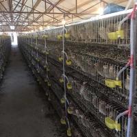China Quail Breeding Wire Mesh Cage , Less Leg Twisting / Injury Poultry Pen House for sale