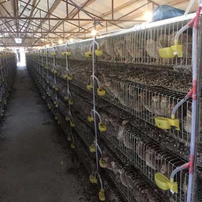 China Quail Breeding Wire Mesh Cage , Less Leg Twisting / Injury Poultry Pen House for sale