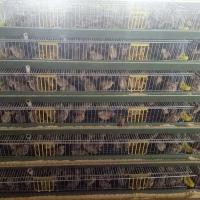 China High Performance Quail Farming Cages , Fireproof Sturdy Quail Breeding Cages for sale