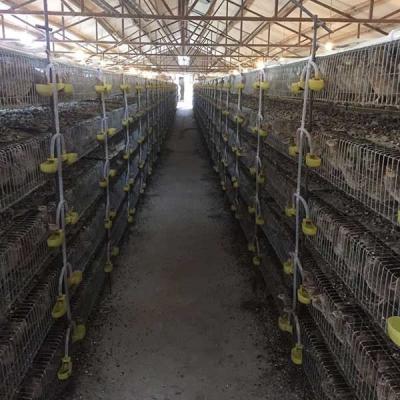 China Q235 Steel Wire Quail Hutch , Farm Flying Bird Cage 15 - 20 Years Warranty for sale