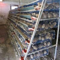 China 5 Tier A Typ Quail Cage Q235 Cold Drawn Wire Welding 15 - 20 Years Warranty for sale