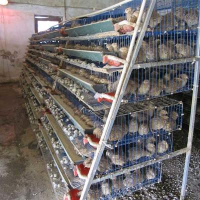 China 5 Tier A Typ Quail Cage Q235 Cold Drawn Wire Welding 15 - 20 Years Warranty for sale