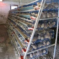 China 2000mm Wide Quail Cage For Hatching Quails High Durability Easy To Assemble for sale