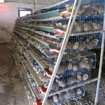China 2000mm Wide Quail Cage For Hatching Quails High Durability Easy To Assemble for sale