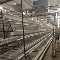 China Large Scale Farm Automatic Poultry Feeder System Quick Conveying Speed for sale