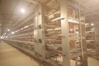 China 3 Tier 129 Female Chicken Breeding Cages , 3 Floors Metal Bird Breeding Cages for sale