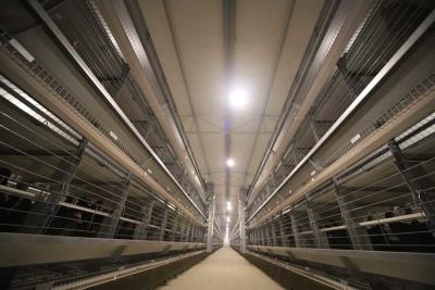 China High Working Efficiency Wire Breeding Cages Easy Cleaning Environmental Friendly for sale