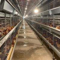 China 256 Birds Battery Cage System for sale