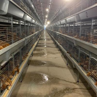 China 4.8m Layer Chicken Cage for sale