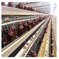 China Farm 120 Birds 160 Birds Layer Chicken Cage U Shape Steel for sale
