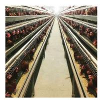 China Broiler 3 Tiers 4 Tiers Layer Chicken Cage Automatic Egg Collector for sale