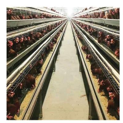 China Broiler 3 Tiers 4 Tiers Layer Chicken Cage Automatic Egg Collector for sale