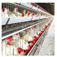 China 4 Tier 128 Birds/Set A Frame Layer Cages For Laying Eggs for sale