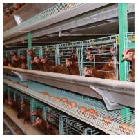 China Automatic Breeding 8 Doors Broiler Chicken Cage Livestock Hot Dipping for sale
