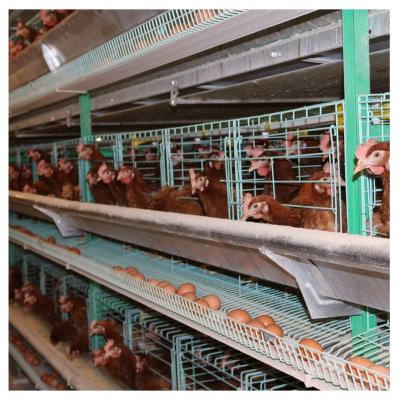 China Automatic Breeding 8 Doors Broiler Chicken Cage Livestock Hot Dipping for sale