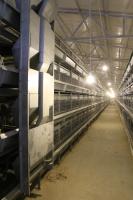 China 4 tier Chicken Egg Poultry Farm Cage Hot Dip Galvanized Walking Feeder Machine for sale