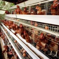 China 3/4 tier A Type Chicken Cage Chicken Egg Layer Cage For Poultry Farms for sale