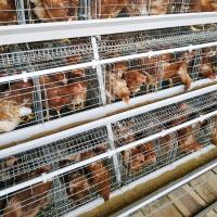 China 3/4 tier A Type Chicken Cage Chicken Egg Layer Cage For Poultry Farms for sale