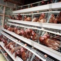 China 3/4 tier A Type Chicken Cage Chicken Egg Layer Cage For Poultry Farms for sale