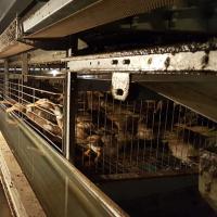 China H Type 3/4tiers Hot Galvanized Layer Egg Duck Poultry House Cages Egg Duck Cage for sale